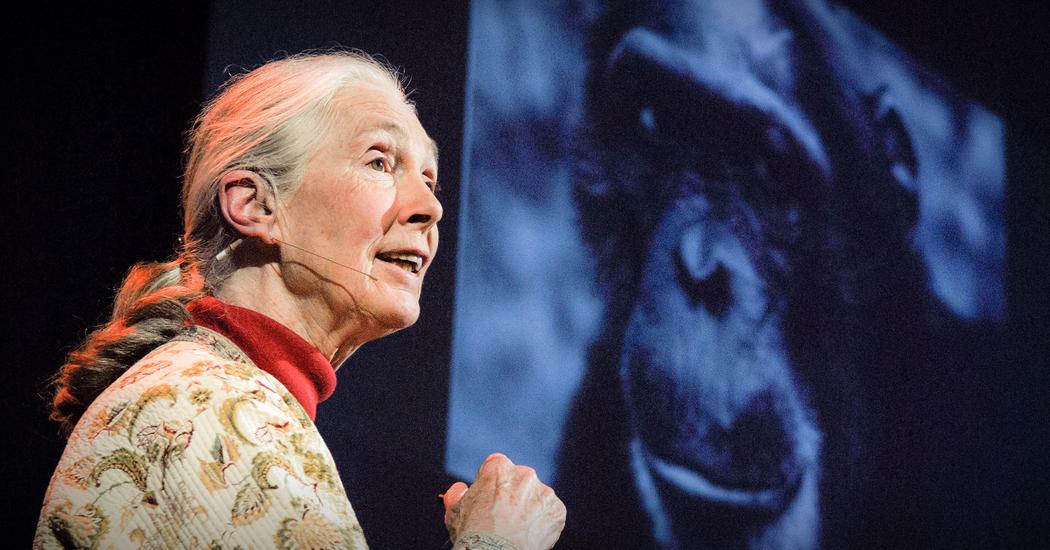 Jane Goodall aide les hommes et les animaux à vivre ensemble ...